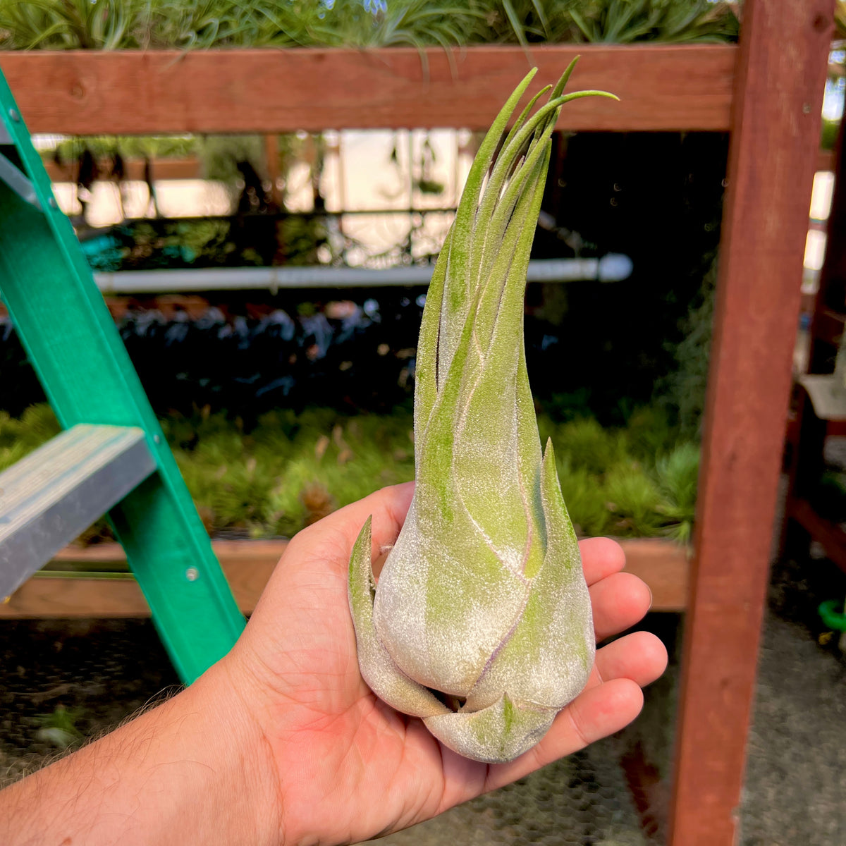 Seleriana Giant Green – Air Plant Hub