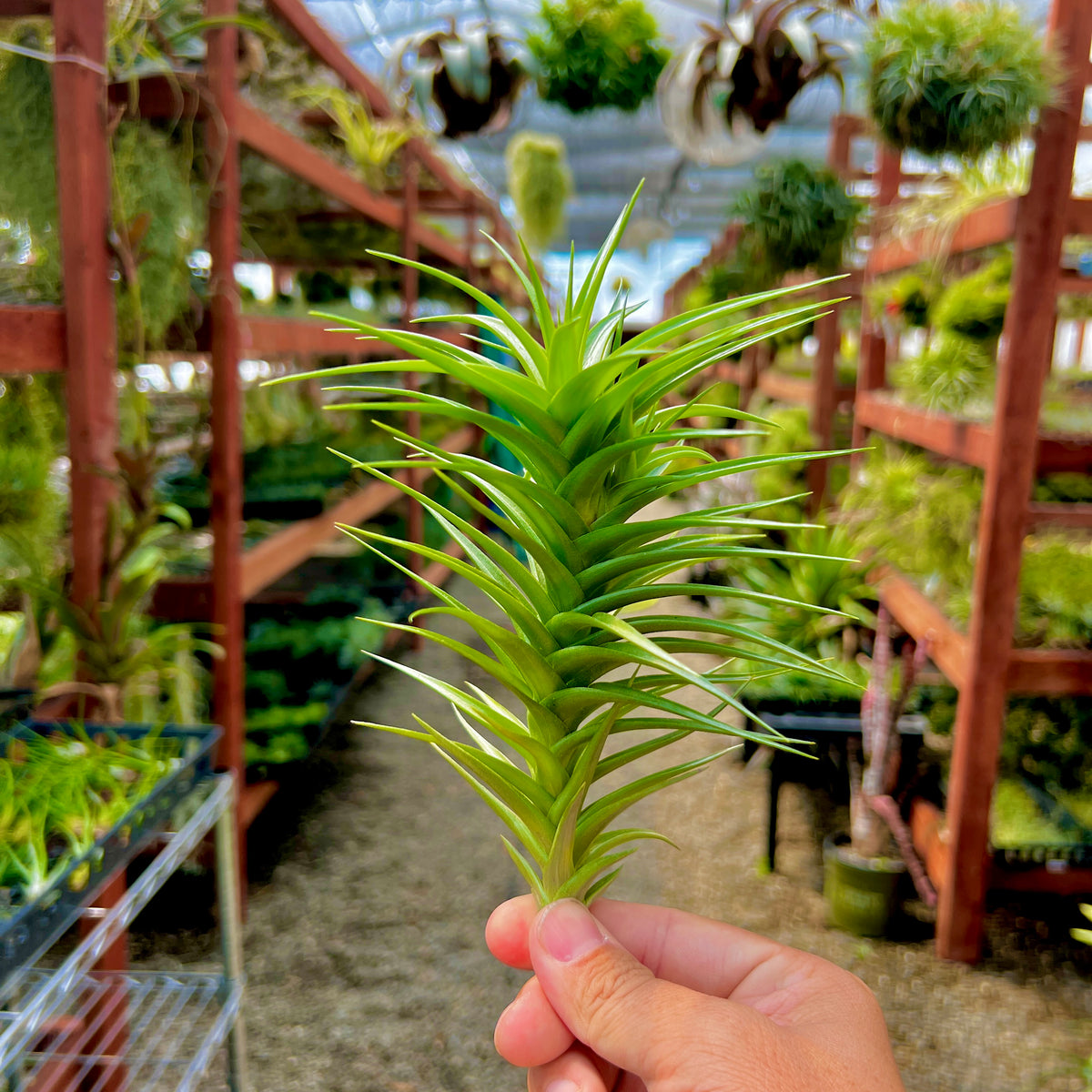 Aeranthos ‘Green Gem’ Medium – Air Plant Hub
