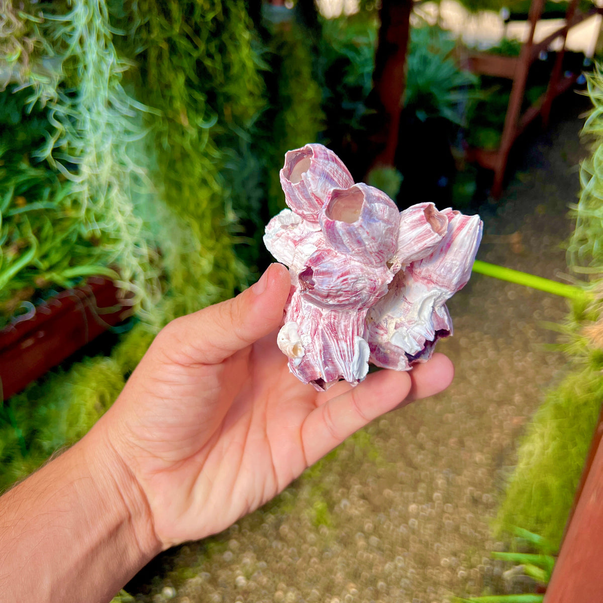 Barnacle Cluster Small – Air Plant Hub