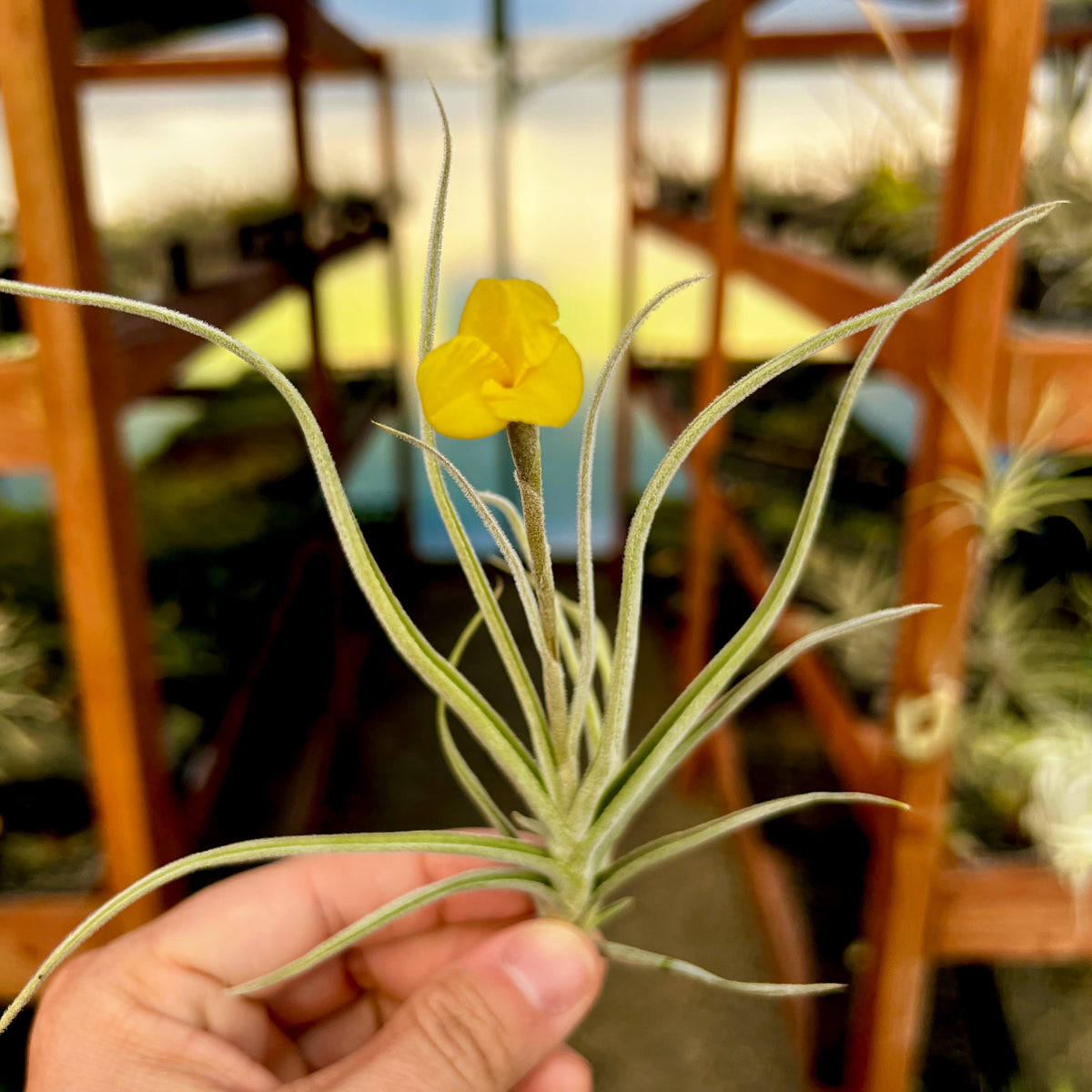 Calignosa x Crocata (Beautiful Fragrance When In Bloom) – Air Plant Hub
