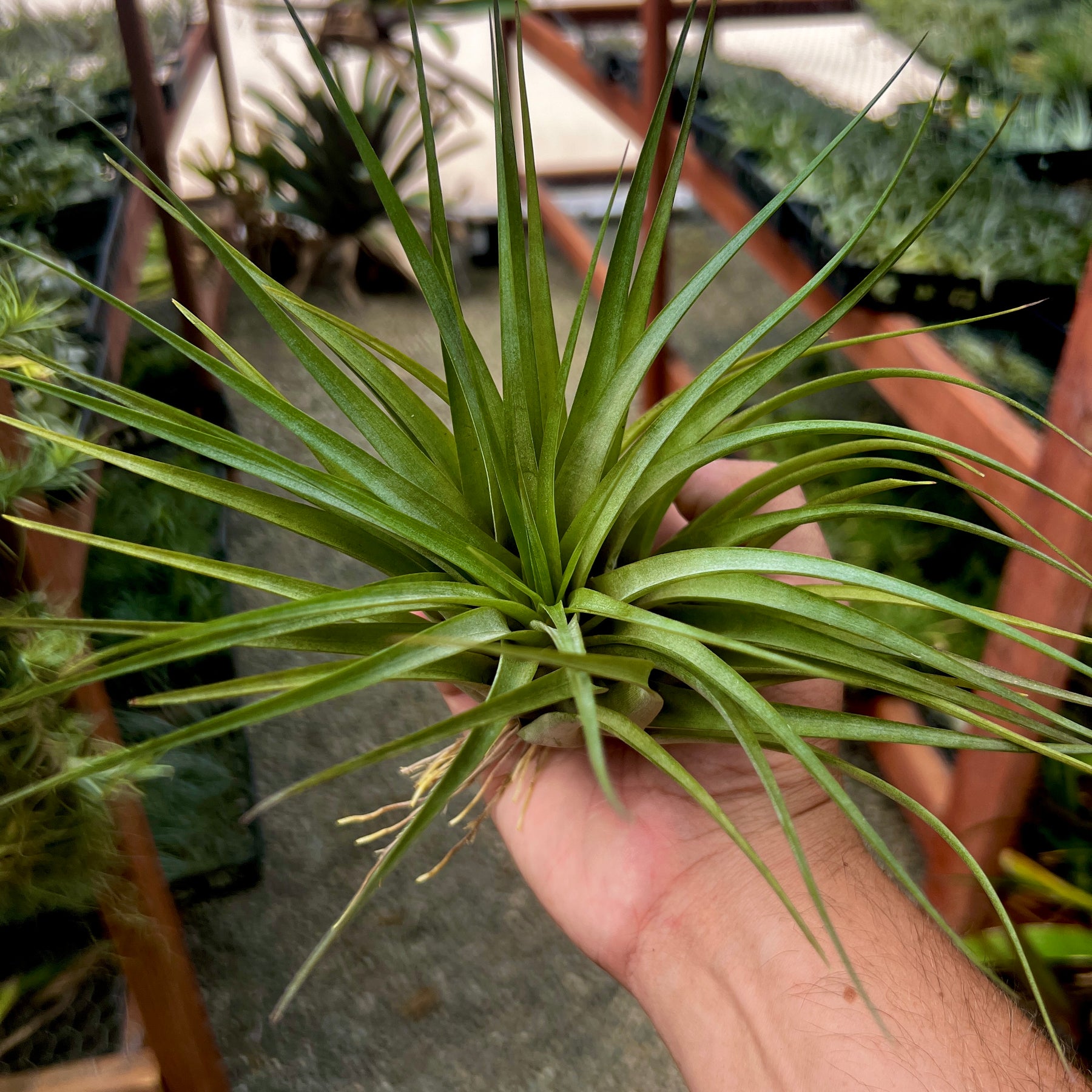 Everything You Need To Know About Air Plant Care | Air Plant Hub