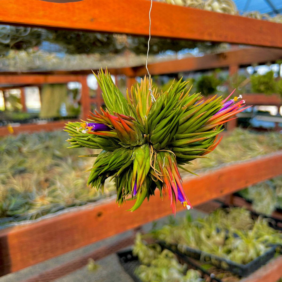 Assorted Small Hanging Air Plant Clump – Air Plant Hub