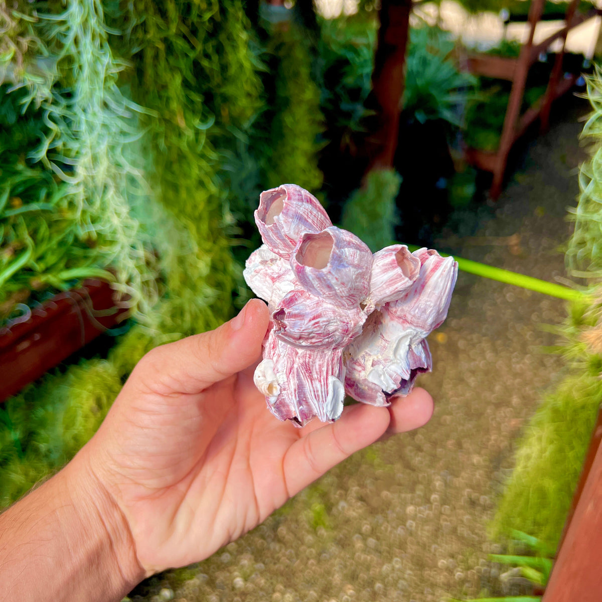 Barnacle Cluster Small – Air Plant Hub