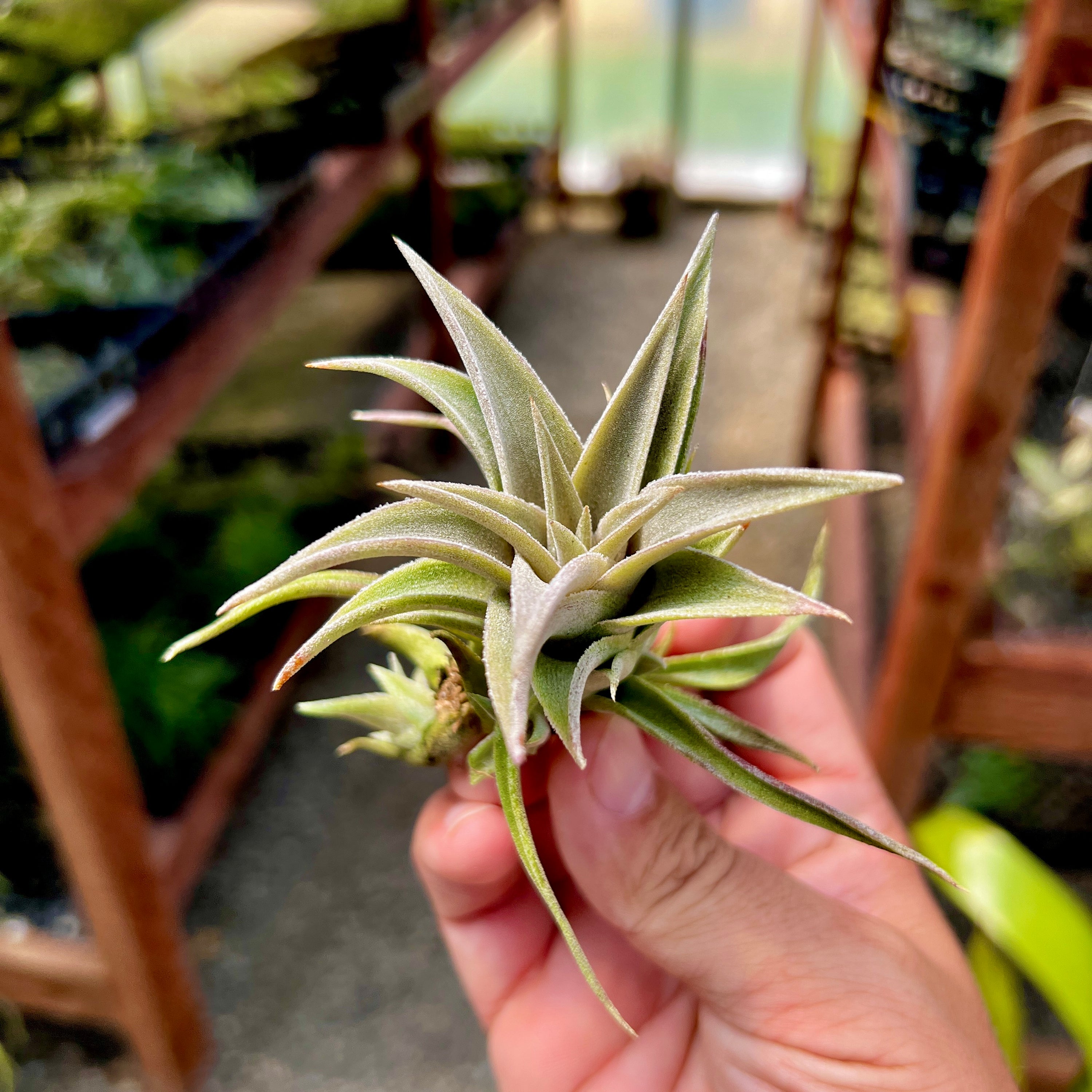 Shop All Air Plants | Air Plant Hub