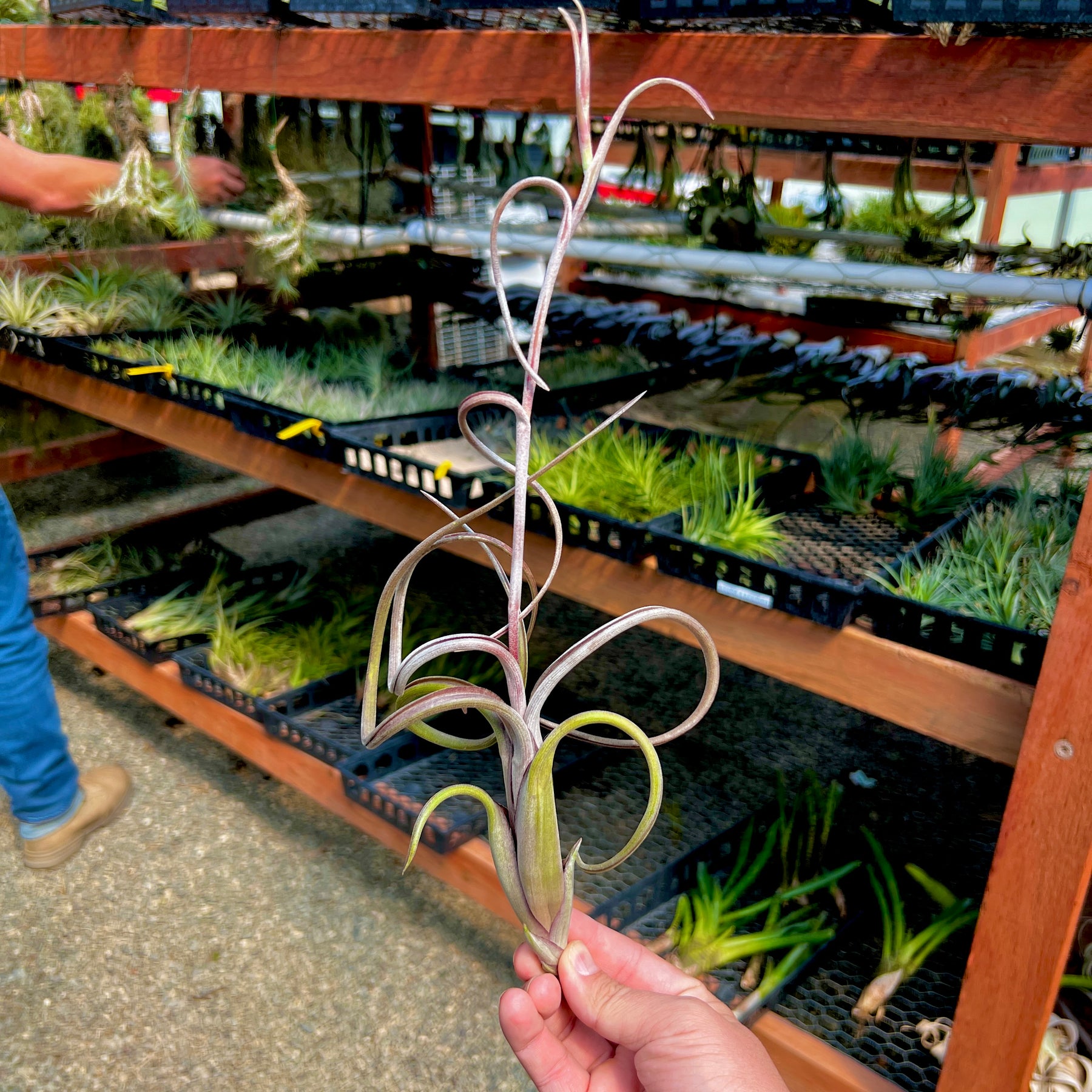 Shop All Air Plants | Air Plant Hub