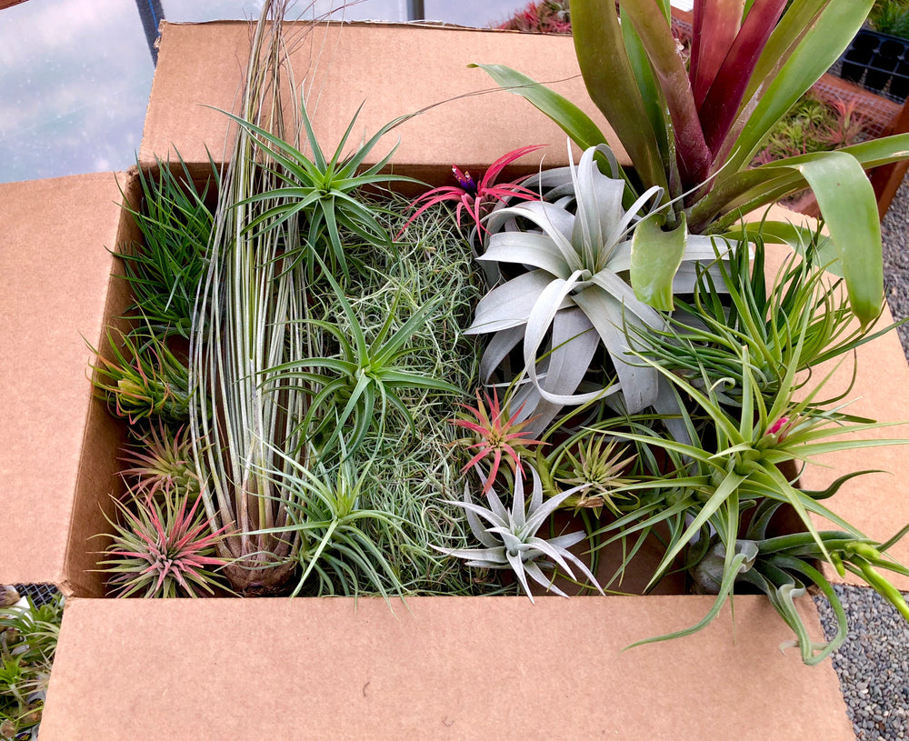 Shop All Air Plants | Air Plant Hub