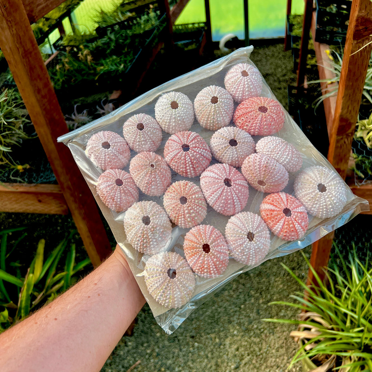 Bulk Lot of 50+ Medium Sea Urchin Shells (1.75" - 2") $1.00 Per Shell ...