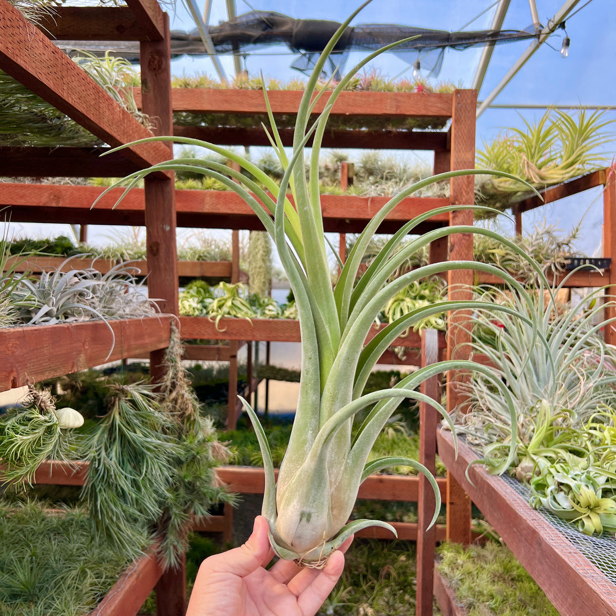 Long John XXL *IN BUD* – Air Plant Hub
