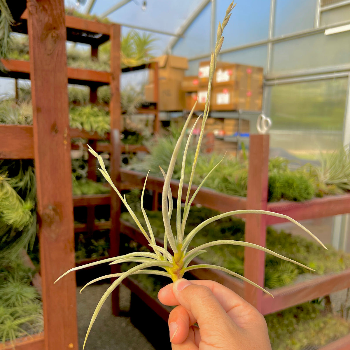 Calignosa – Air Plant Hub