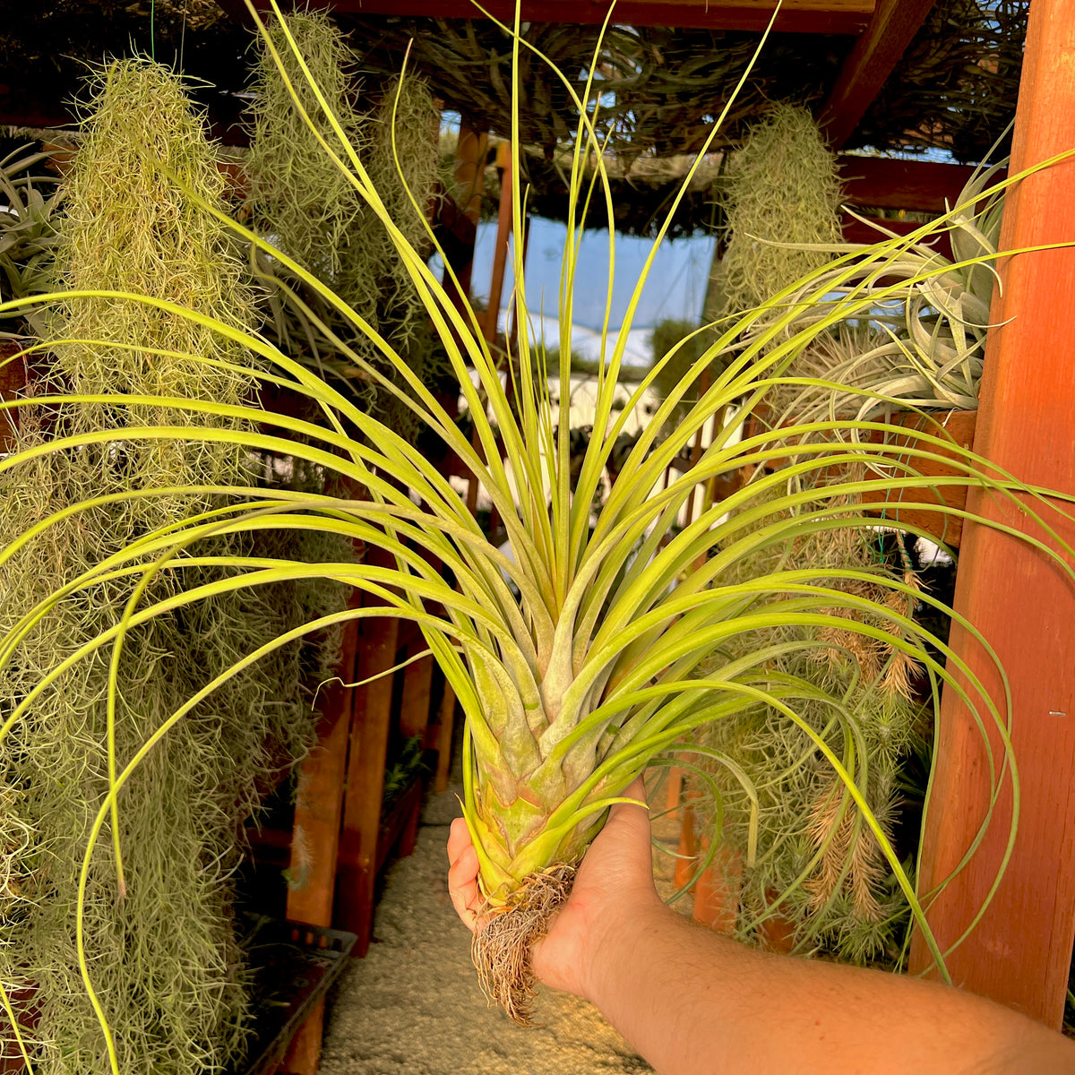 Bulbosa Belize (Giant Form) x Magnispica XXL – Air Plant Hub