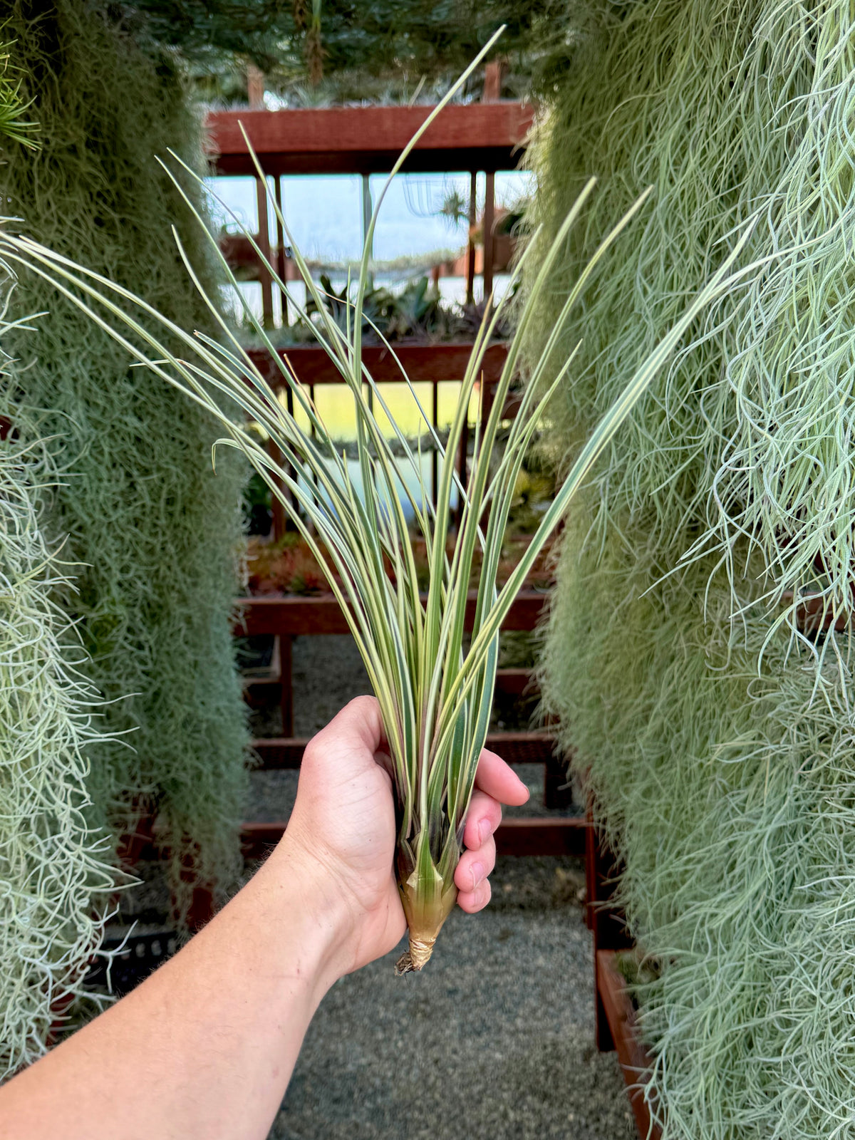 Cyanea Variegata – Air Plant Hub