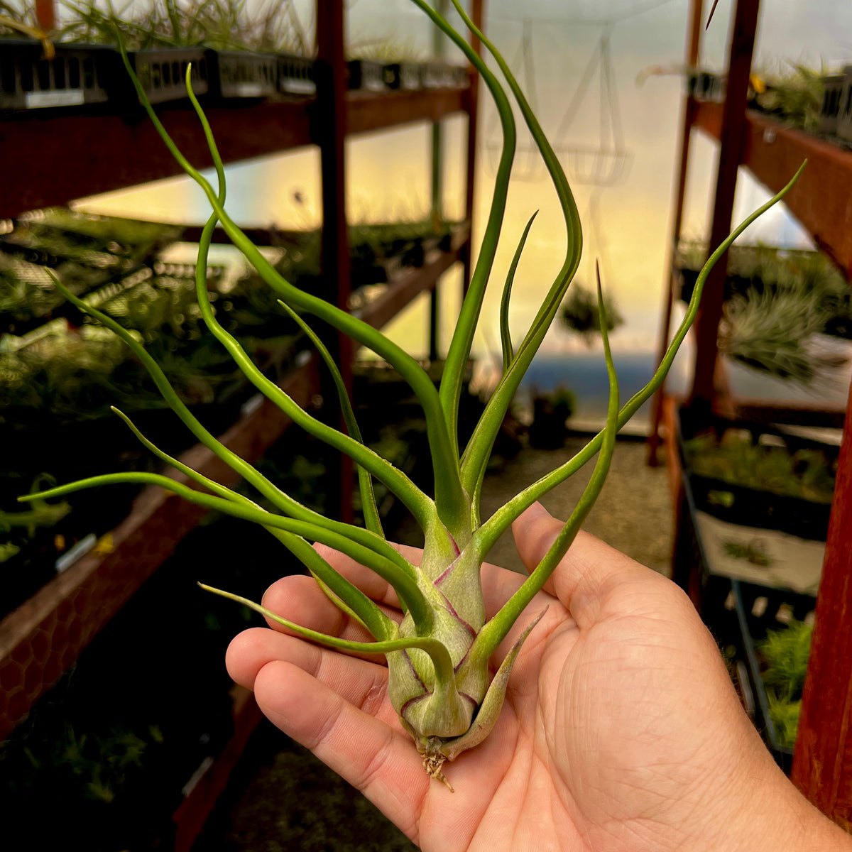 Bulbosa Freak Show Giant – Air Plant Hub