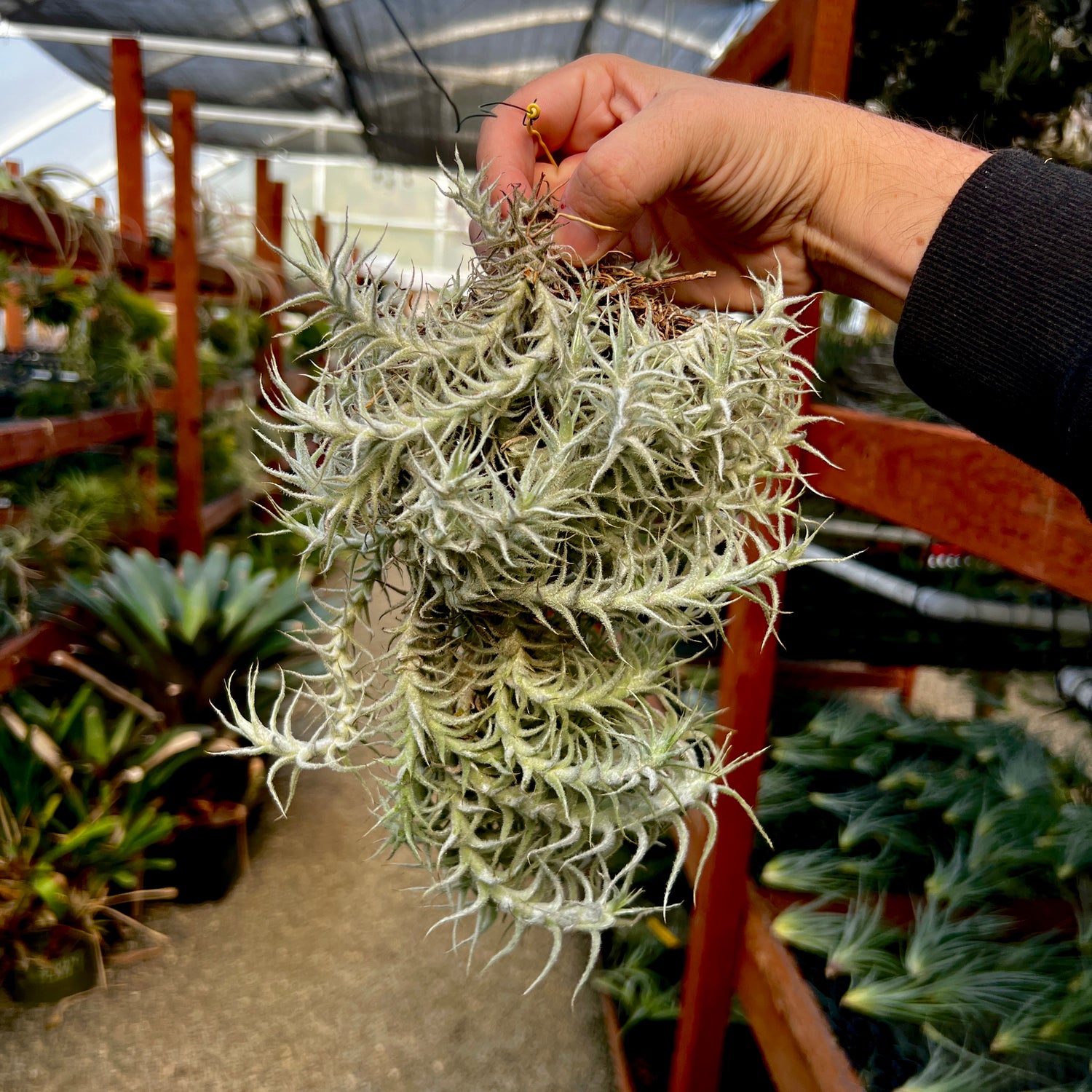 Hanging Stellifera Clump – Air Plant Hub