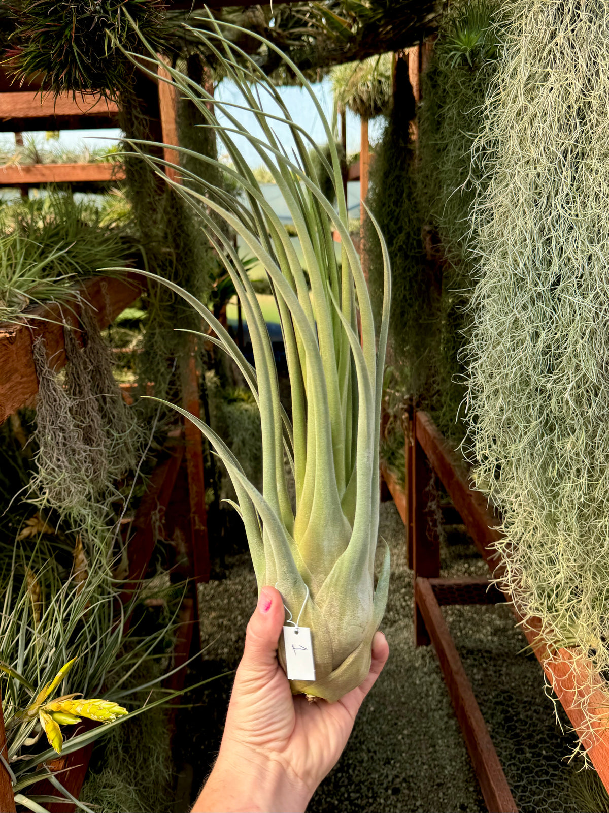 Blushing Giant (streptophylla x seleriana) – Air Plant Hub