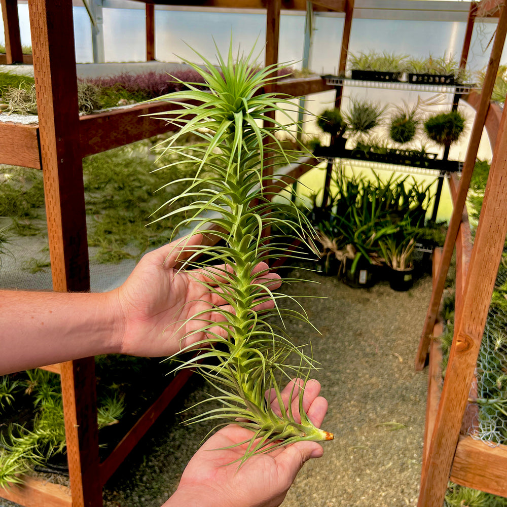 Shop All Air Plants | Air Plant Hub