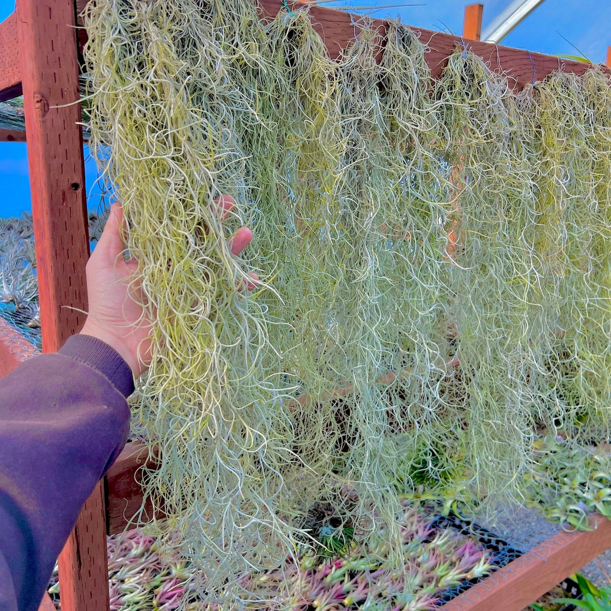 Usneoides (Spanish Moss) Gray Clump On Hanging Wire! – Air Plant Hub