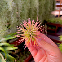 Ionantha 'Fat Boy' (Beginner Friendly) – Air Plant Hub