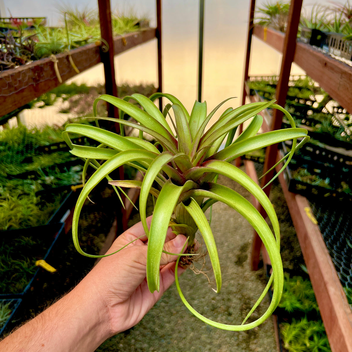 Curly Slim x Twisted Tim – Air Plant Hub