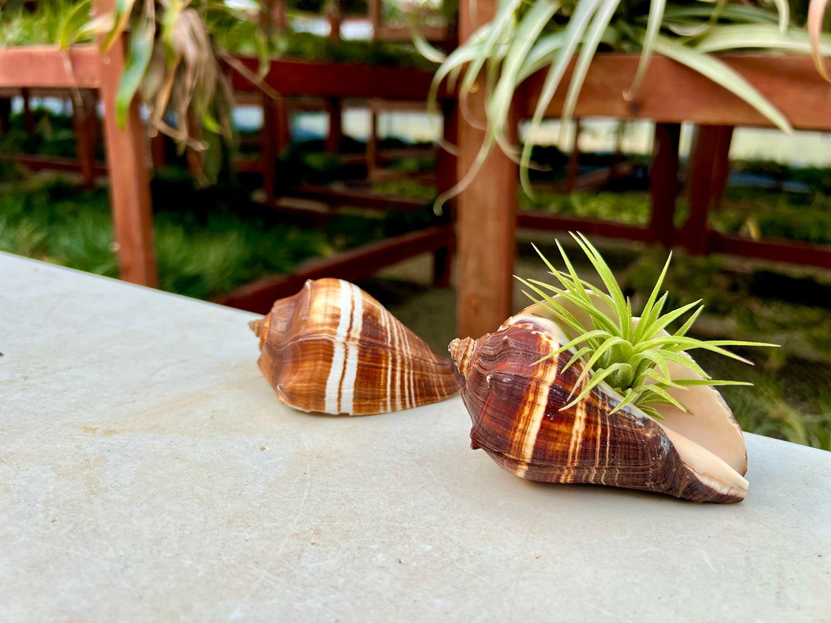 Fiber Conch Shell Medium + Air Plant – Air Plant Hub