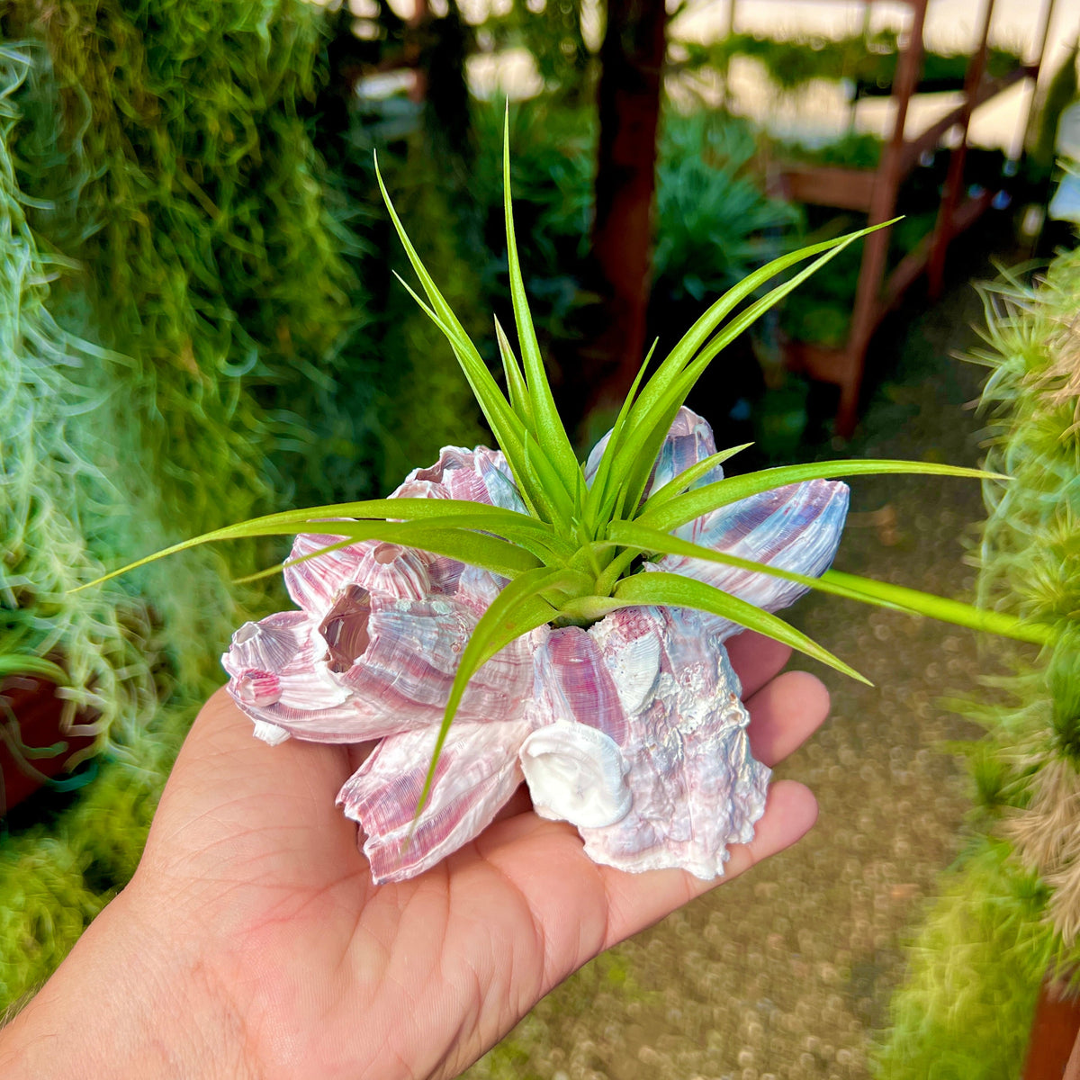 Barnacle Cluster Regular + Air Plant – Air Plant Hub