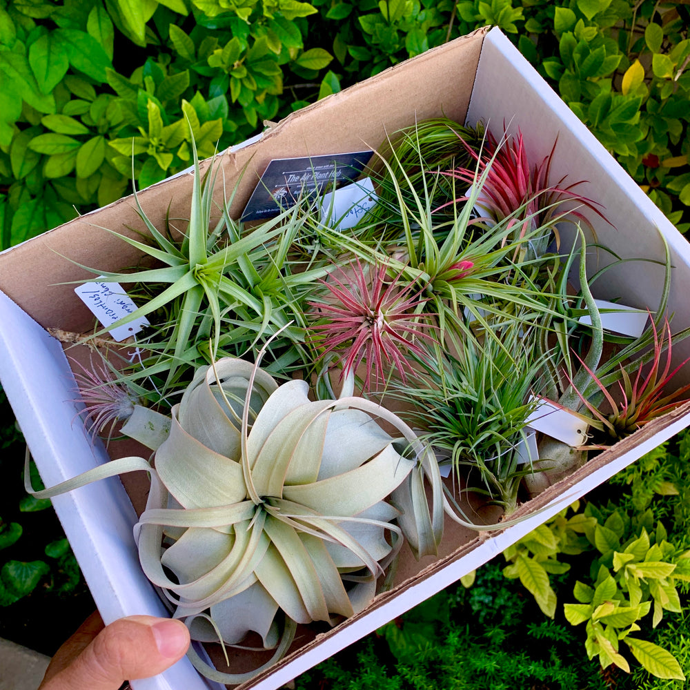 Shop All Air Plants | Air Plant Hub