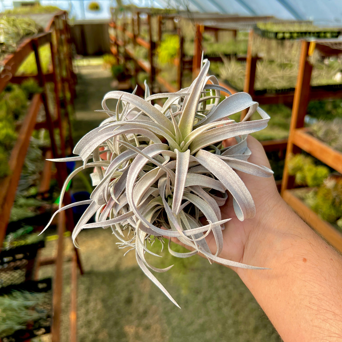 Chiapensis Large Clump (Turns purple when wet!) – Air Plant Hub