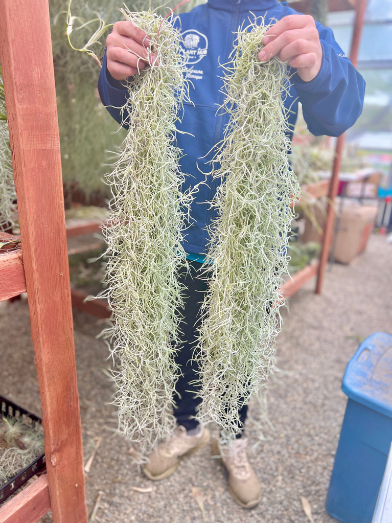 Usneoides (Spanish Moss) White On Hanging Wire! – Air Plant Hub