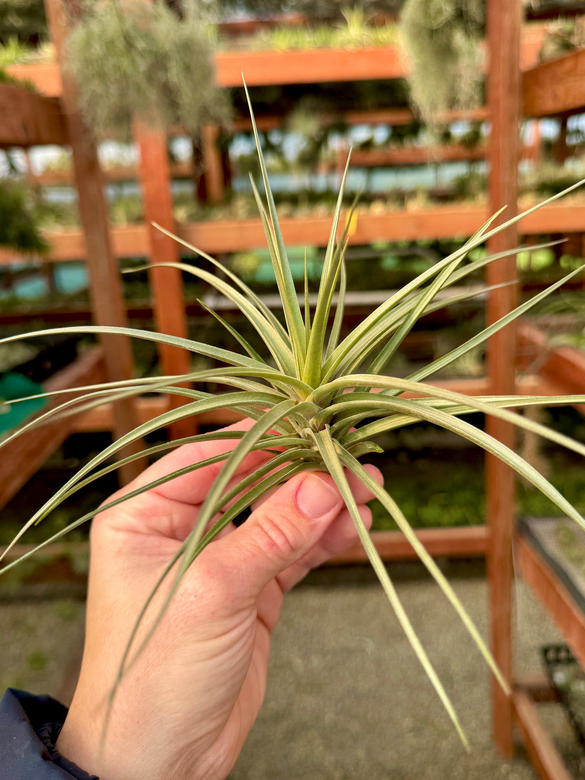 Jucunda – Air Plant Hub