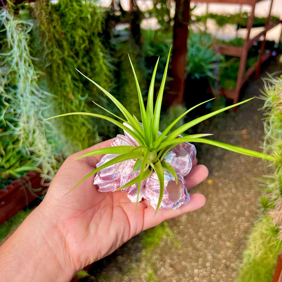 Barnacle Cluster Small + Air Plant – Air Plant Hub