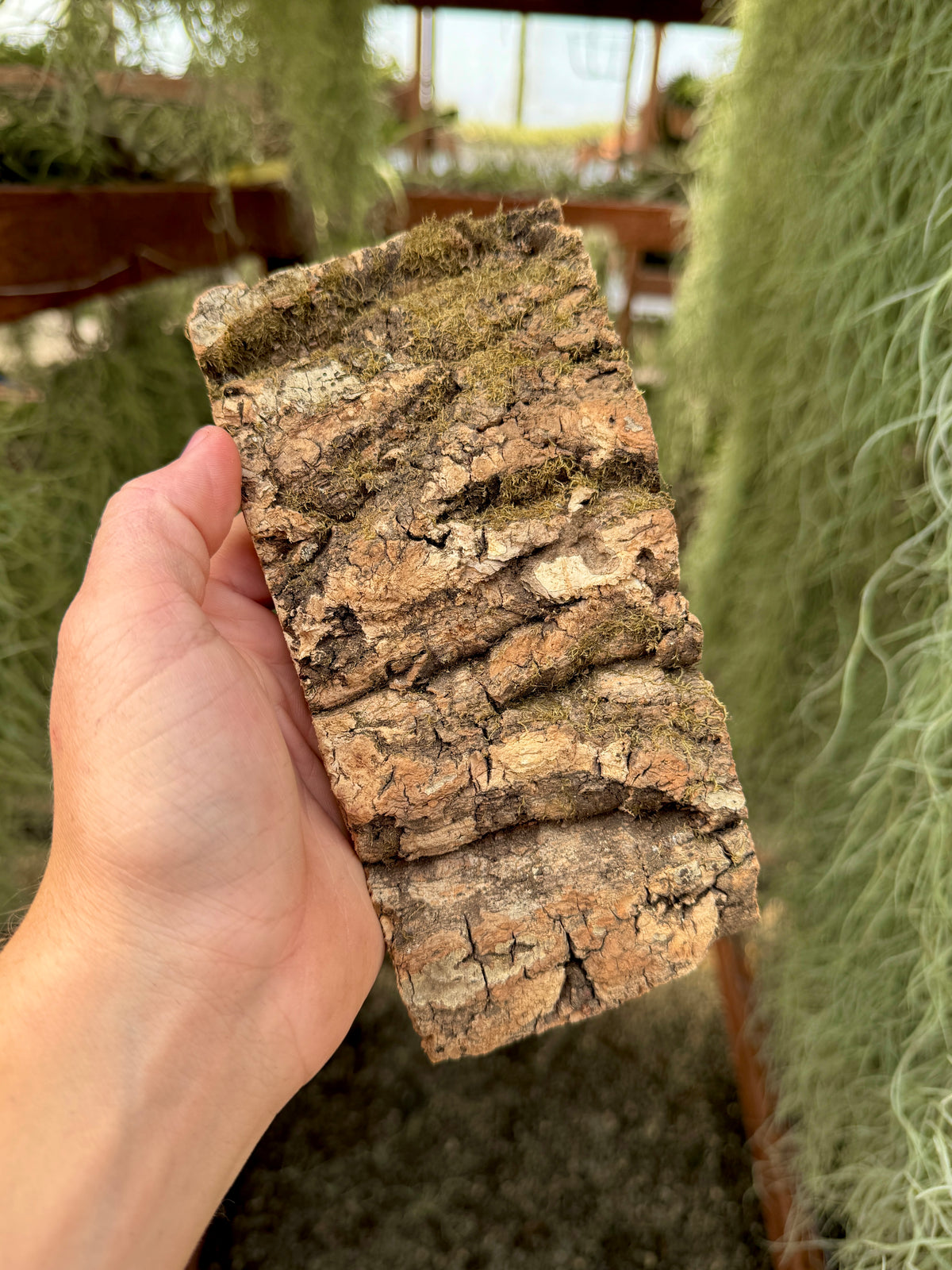 Virgin Cork Bark Flats (Small) Perfect For Mounting Or Terrarium Backd ...