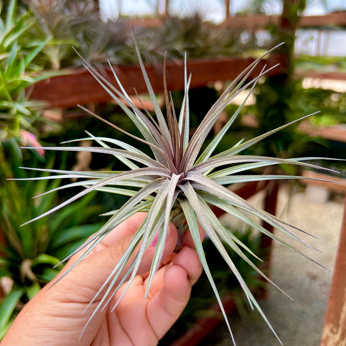 Aeranthos Mini Purple Form Rare Air Plant – Air Plant Hub
