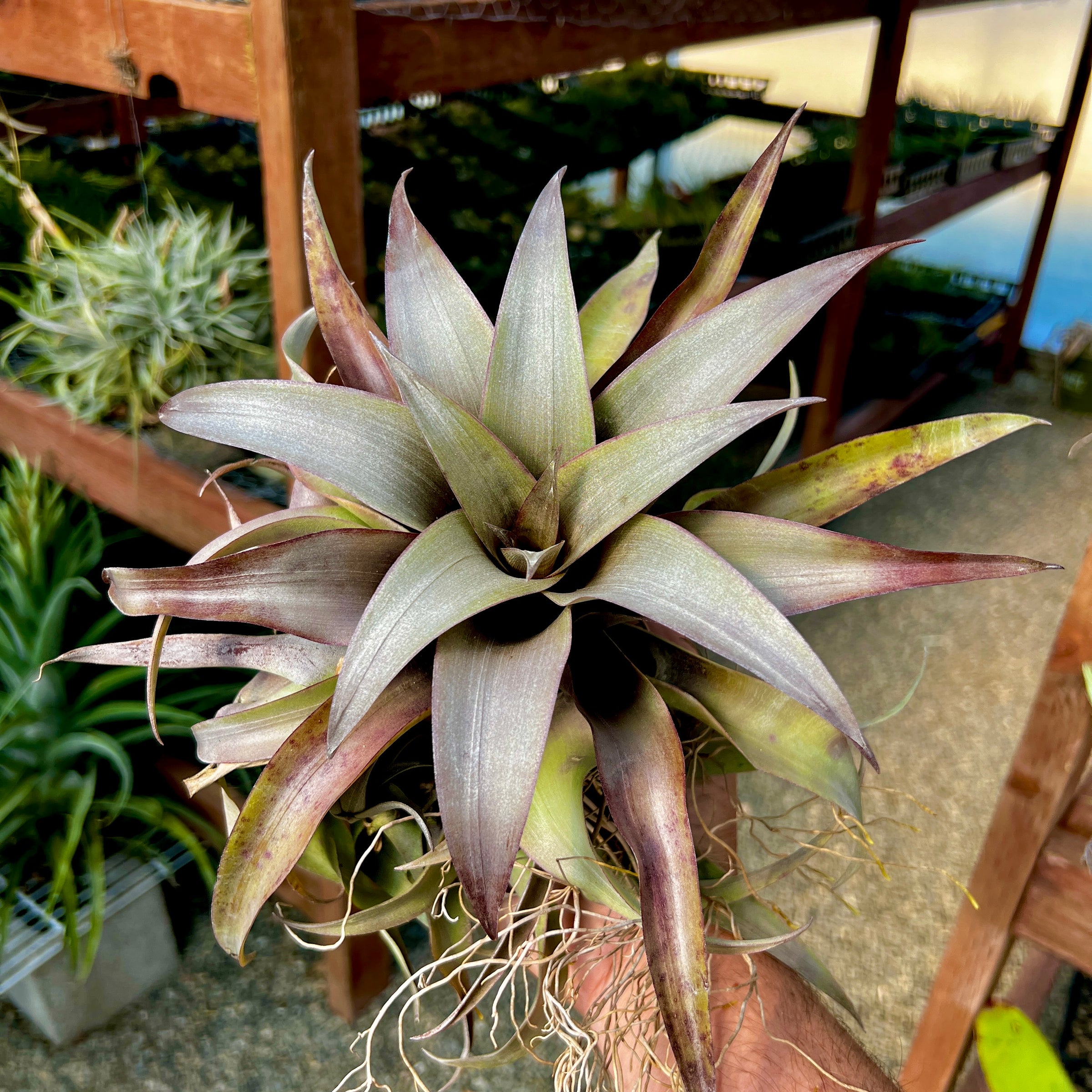 Shop All Air Plants | Air Plant Hub