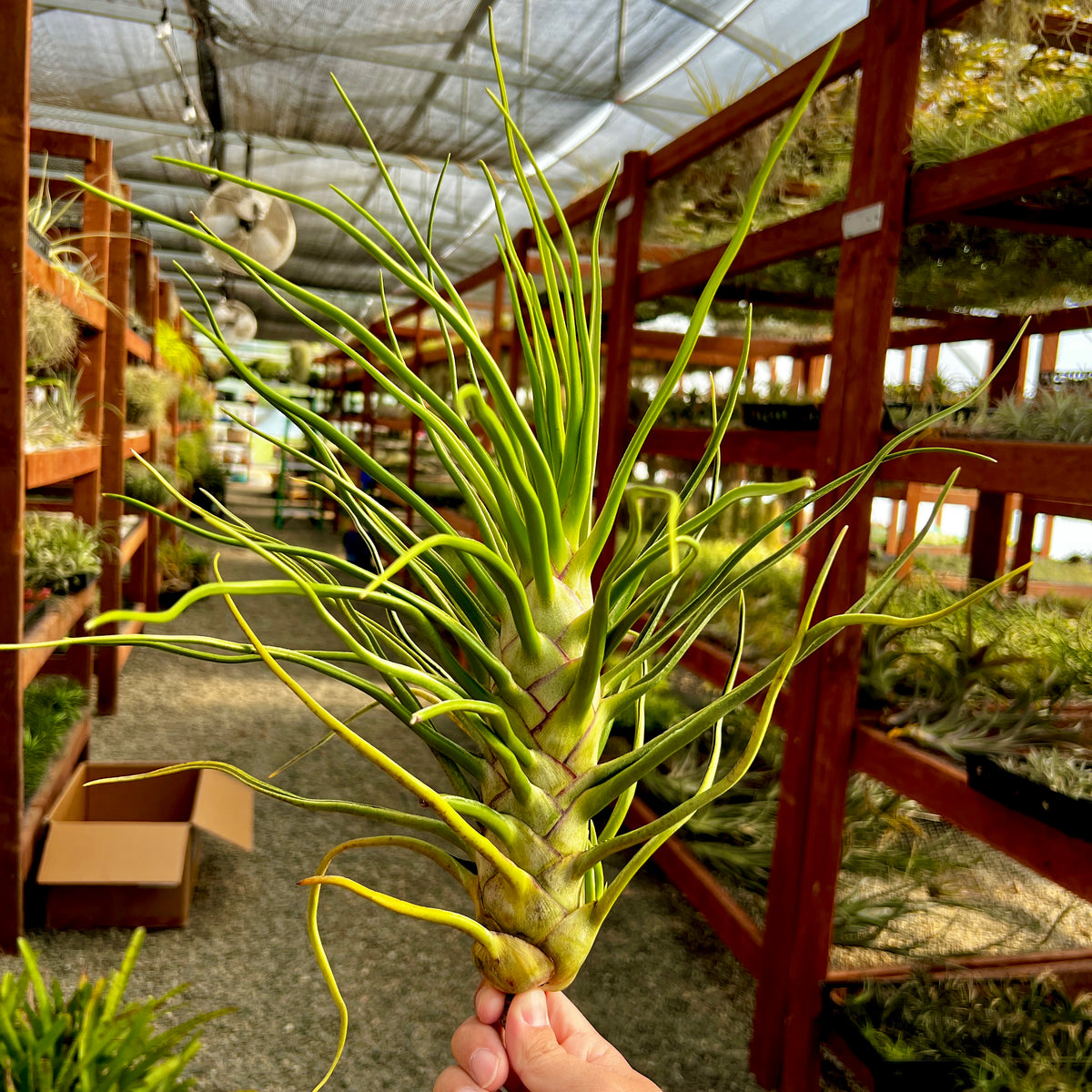 Bulbosa Freak Show Giant – Air Plant Hub
