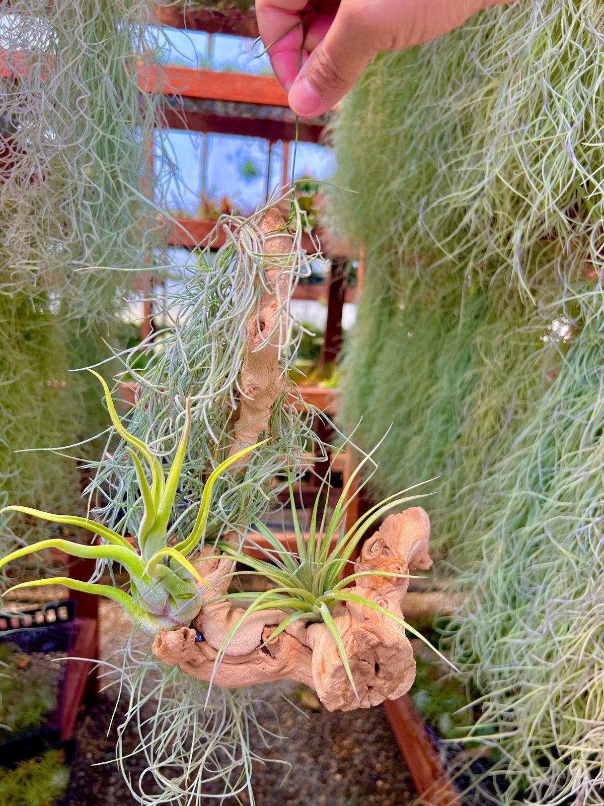 Hanging Grapewood Large Branch Air Plant Display – Air Plant Hub