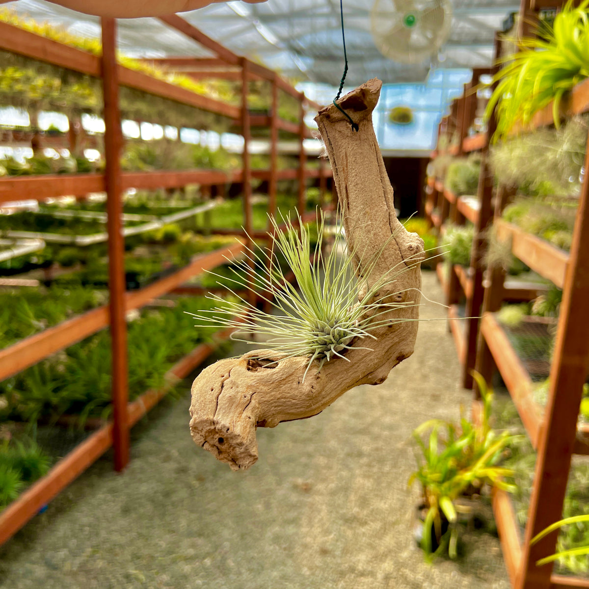 Hanging Grapewood Small Branch Air Plant Display – Air Plant Hub