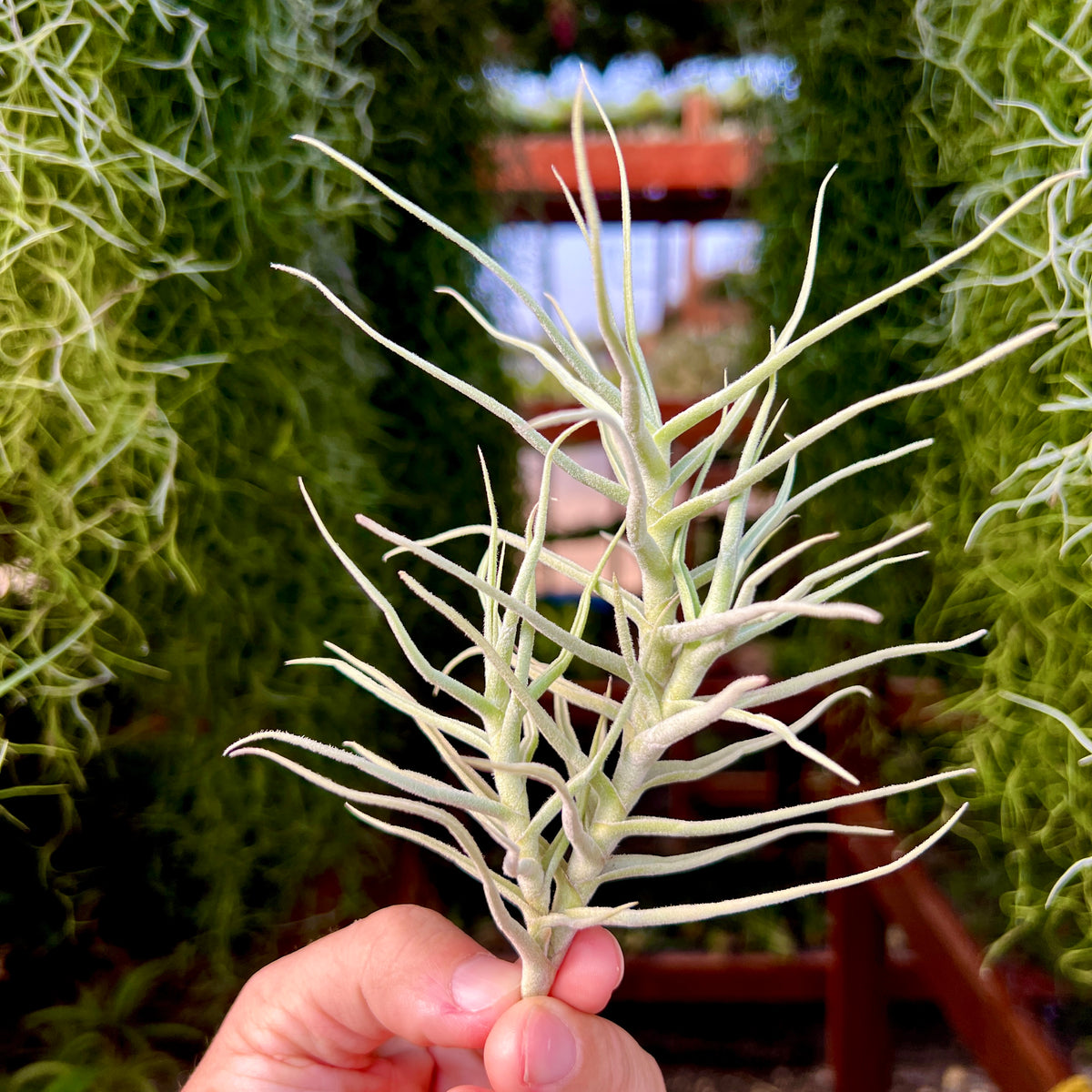 Paleacea ‘Maxima’ – Air Plant Hub