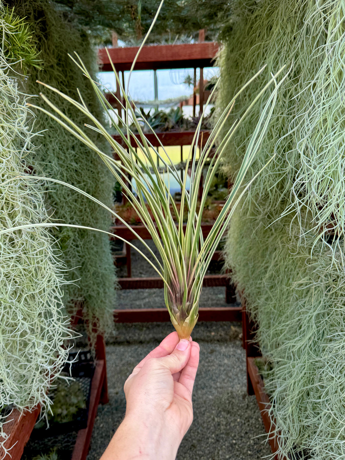Cyanea Variegata – Air Plant Hub