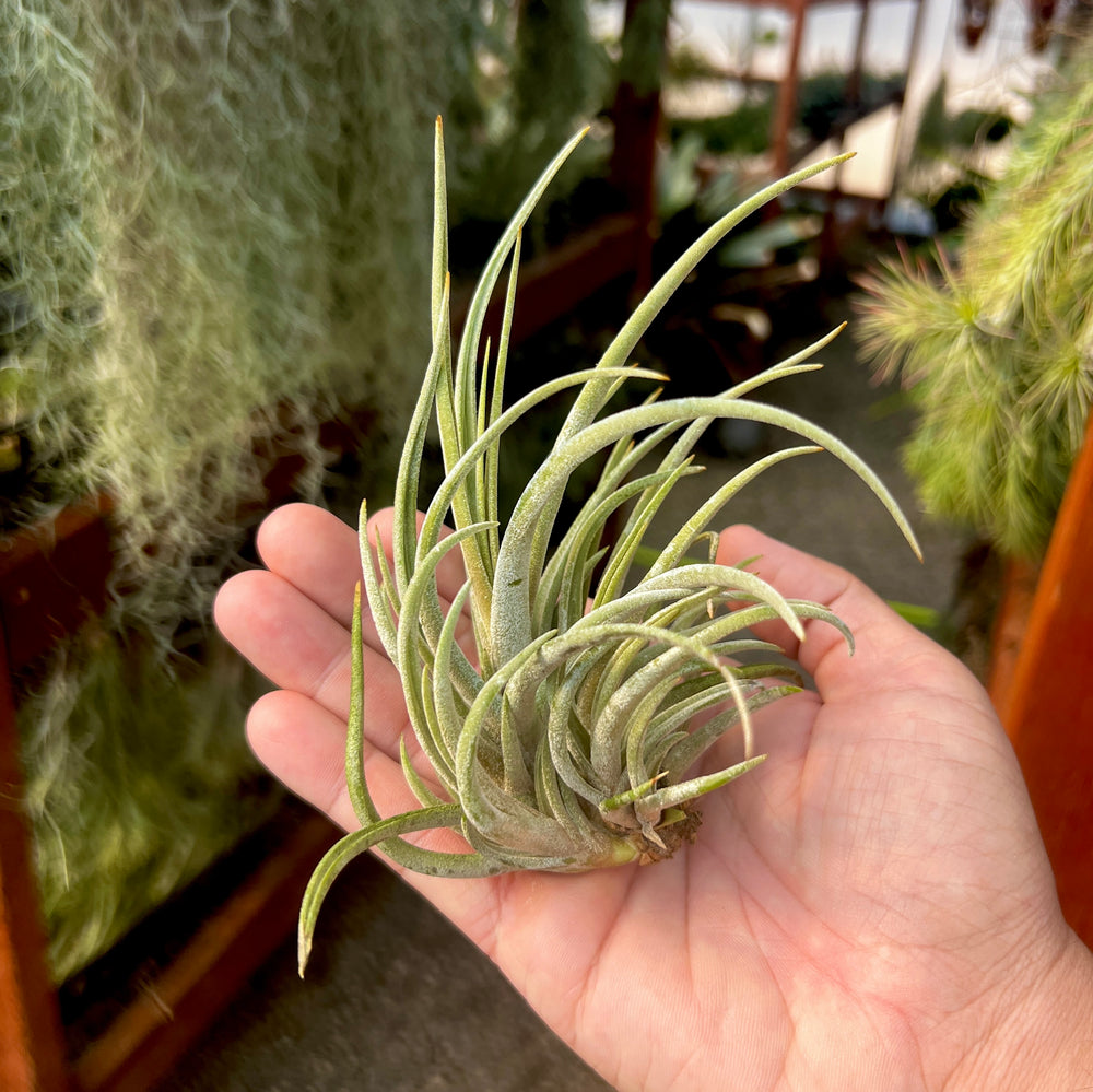 Shop All Air Plants | Air Plant Hub