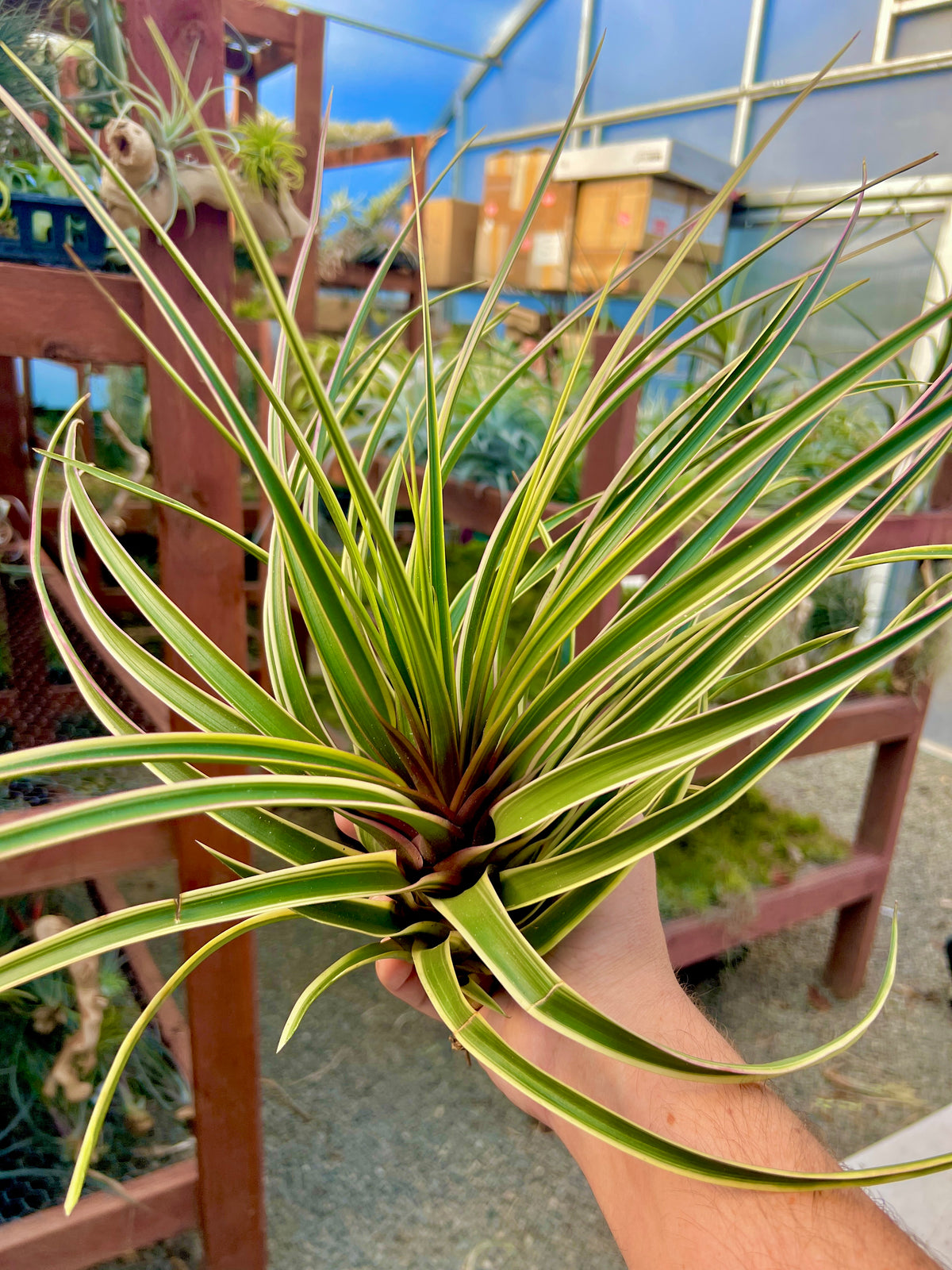 ‘Sandy’s Candy’ Variegated Cyanea That Blushes Pink! – Air Plant Hub