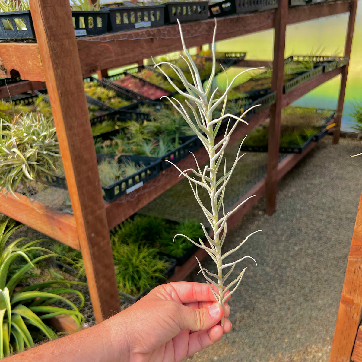 Paleacea ‘Flaca’ – Air Plant Hub