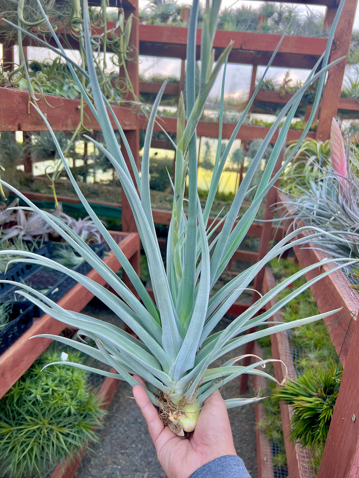 Blooming T. ‘Burnt Fingers’ XL – Air Plant Hub