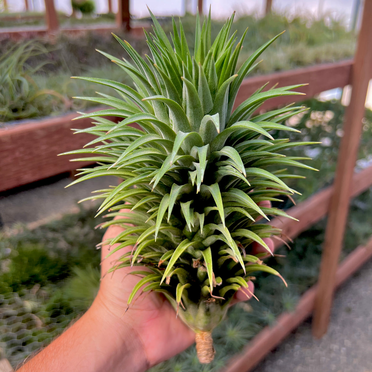 XL Ionantha Conehead (Exact Plant Pictured!) – Air Plant Hub