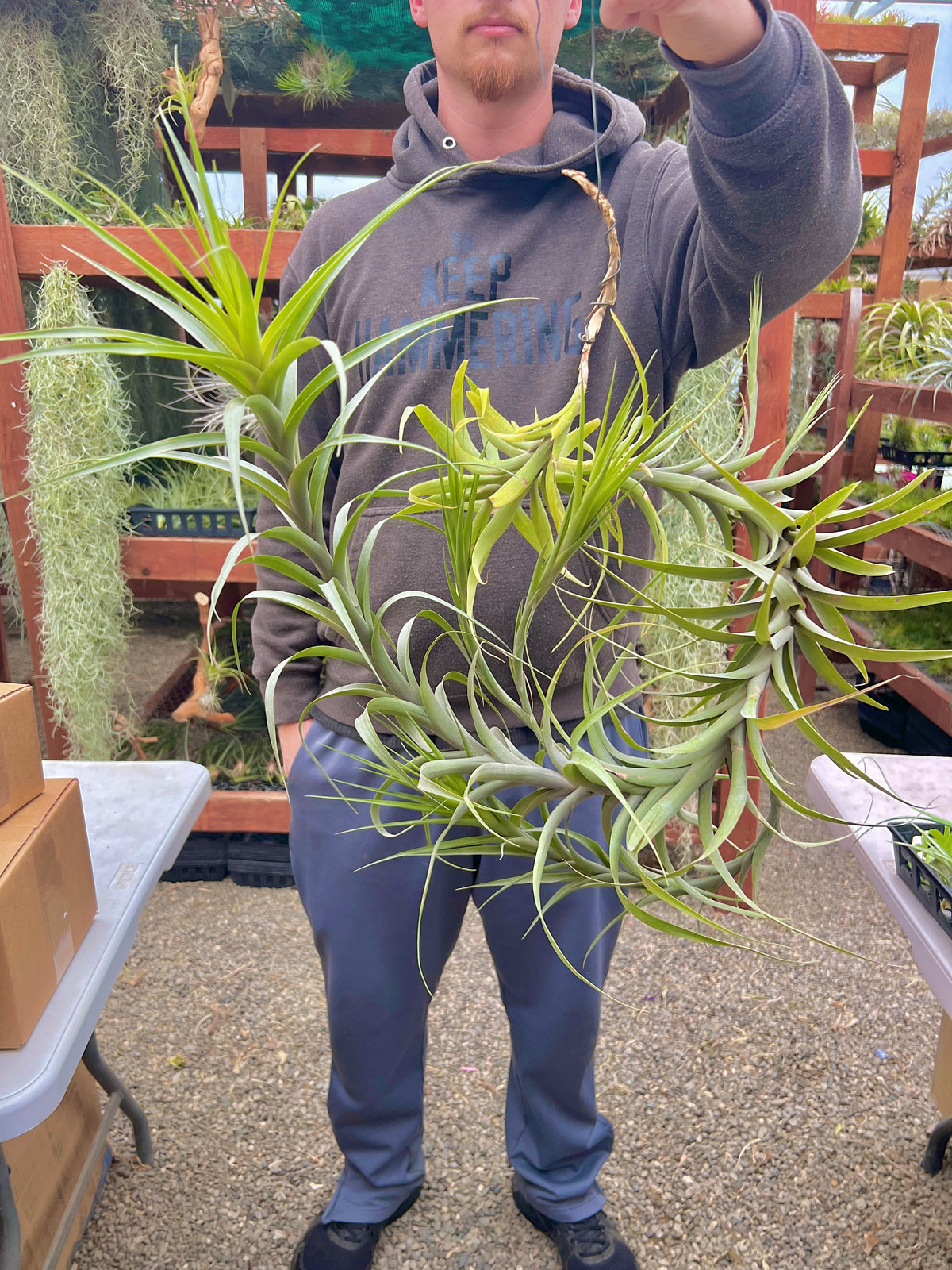 Latifolia Caulescent XXL on Hanging Wire – Air Plant Hub