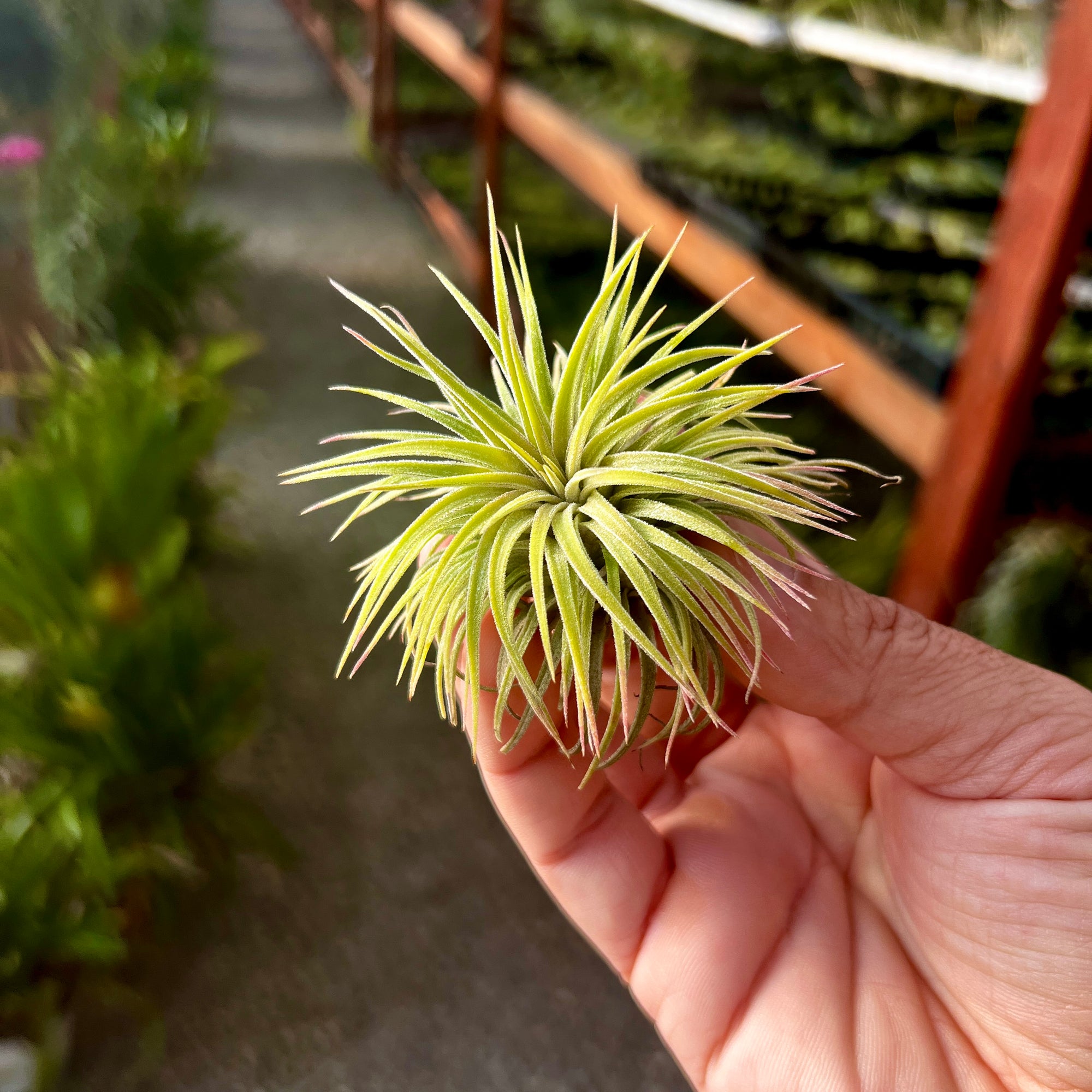 Shop All Air Plants | Air Plant Hub