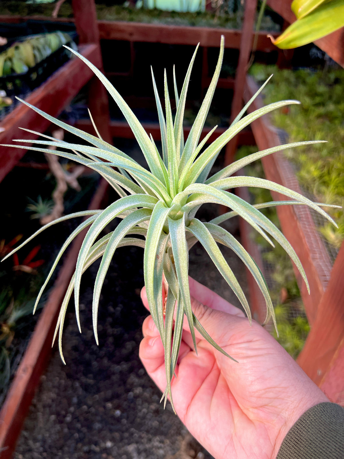 Neglecta x Recurvifolia *APH TOP PICK* – Air Plant Hub