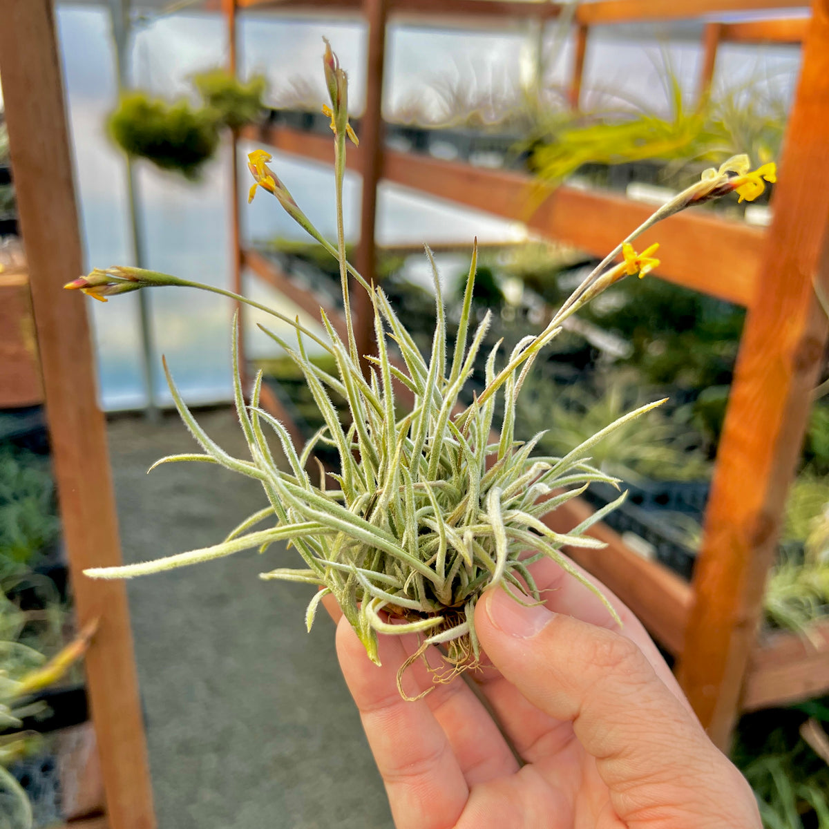 Crocata *Fragrant When In Bloom!* (Fuzzy White Tendrils) – Air Plant Hub