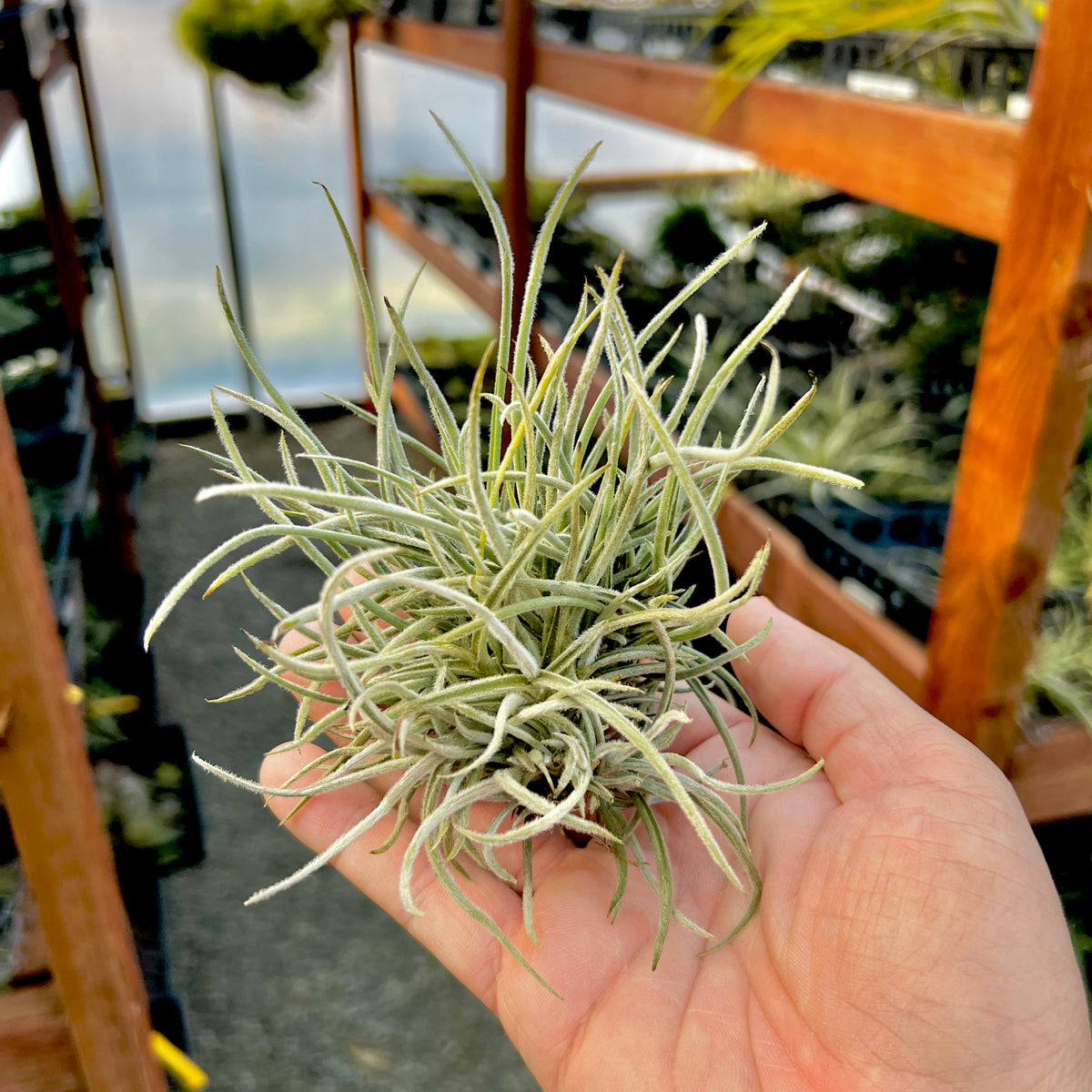 Crocata *Fragrant When In Bloom!* (Fuzzy White Tendrils) – Air Plant Hub
