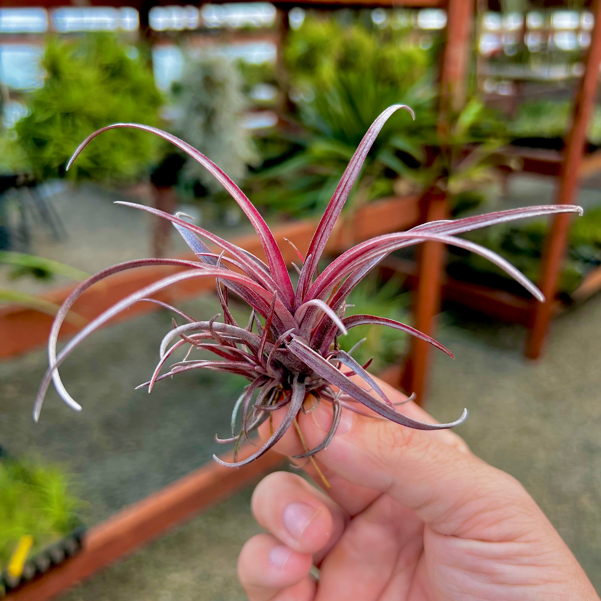 Capitata v Domingensis (Purple!) Small Capitata Variety | Air Plant Hub