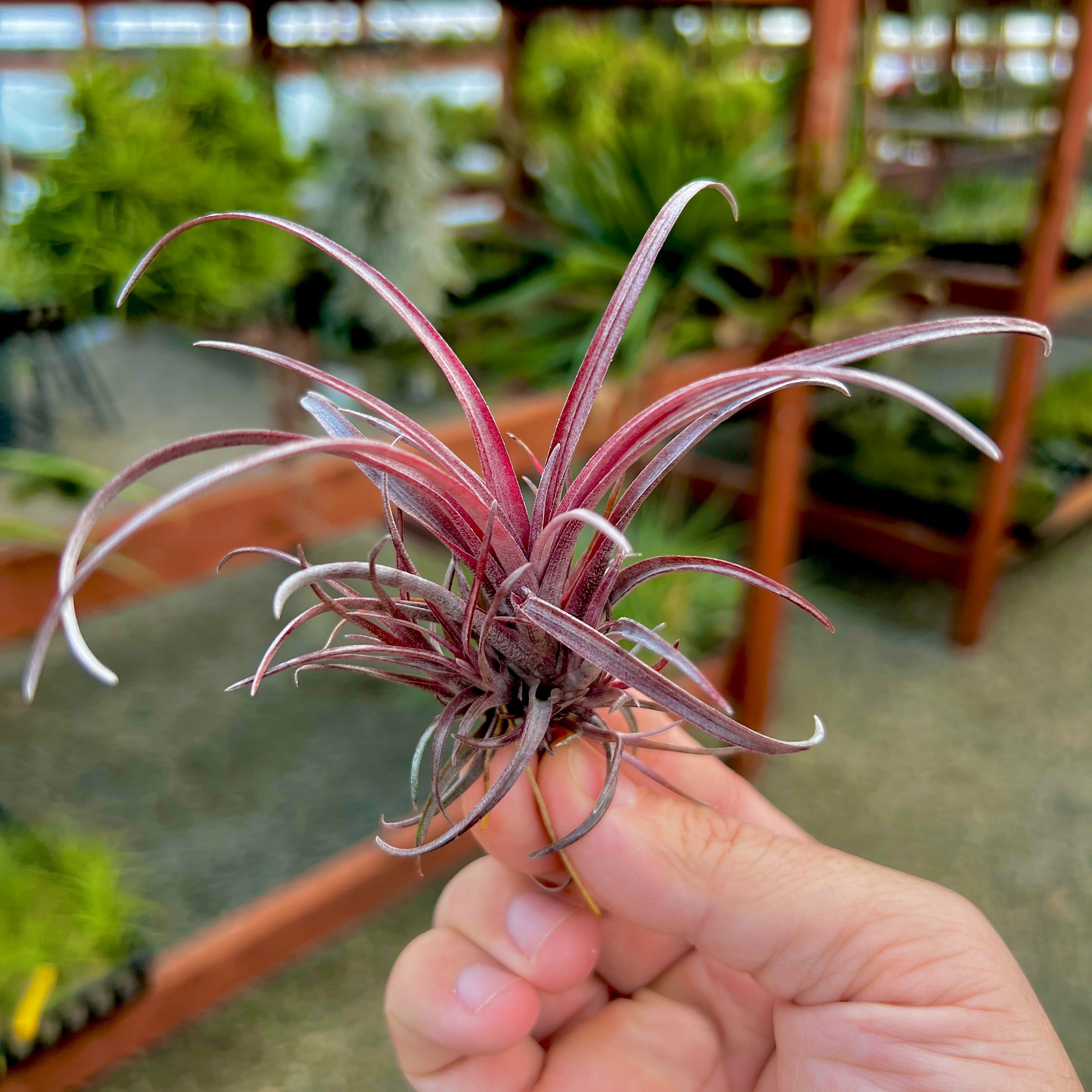 Capitata v Domingensis (Purple!) Small Capitata Variety – Air Plant Hub