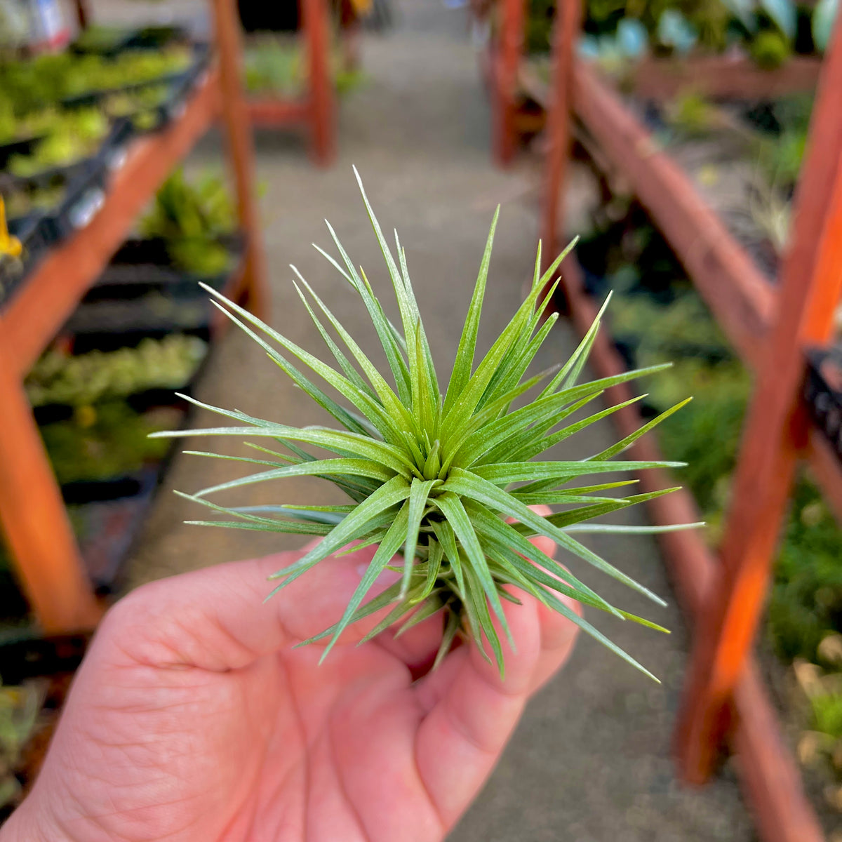 Araujei x Tenuifolia (Beginner Friendly!) | Air Plant Hub